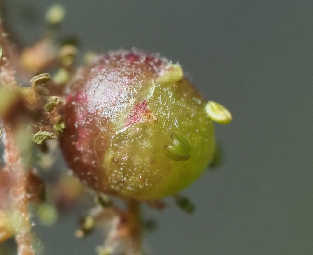 Succulent Oak Gall Wasp from Rosewood, Austin, TX 78702, USA on March ...