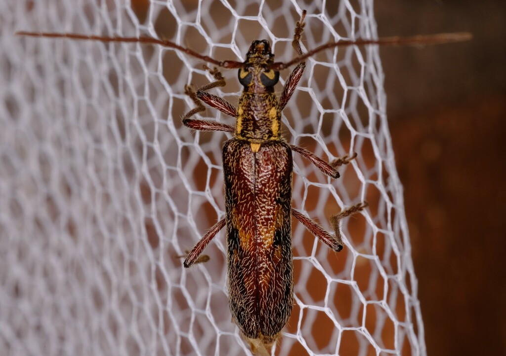 Strongylurus arduus from Anglesea VIC 3230, Australia on March 11, 2024 ...
