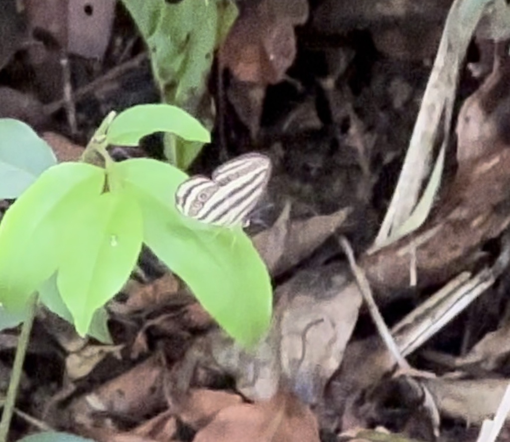 Ragadia from Bukit Larut (Maxwell Hill), Taiping, Perak on March 11 ...