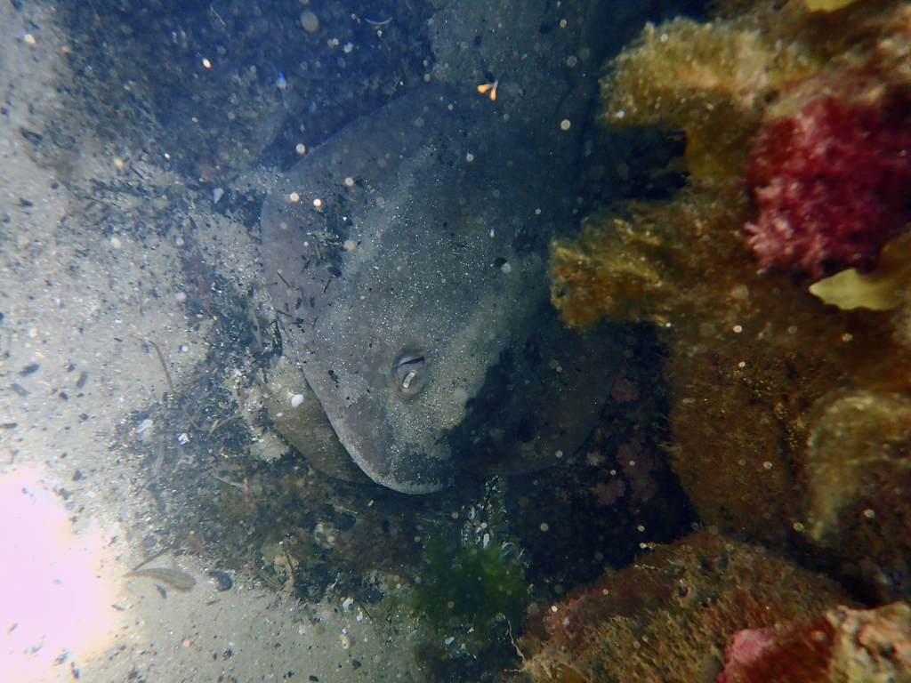 Eastern Shovelnose Stingaree from Hampton Beach, Victoria, Australia on ...