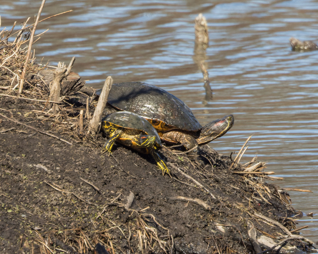 Pond Slider from Dupage County, IL, USA on March 11, 2024 at 02:55 PM ...