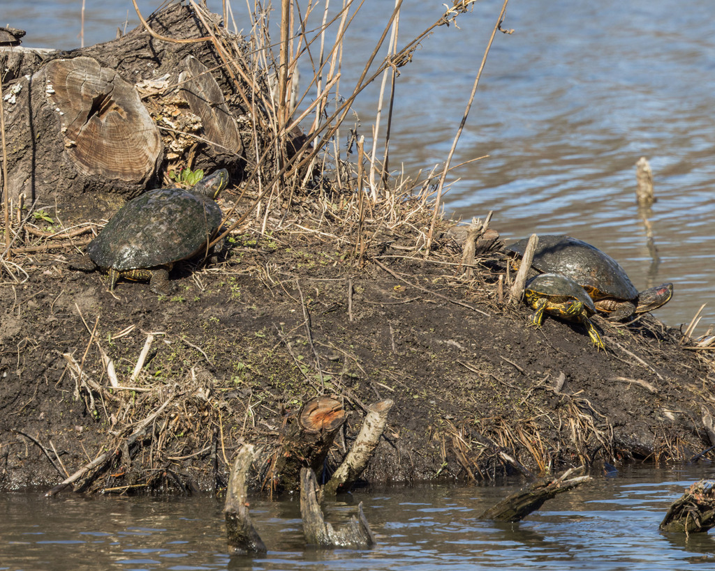 Red-eared Slider from Dupage County, IL, USA on March 11, 2024 at 02:55 ...