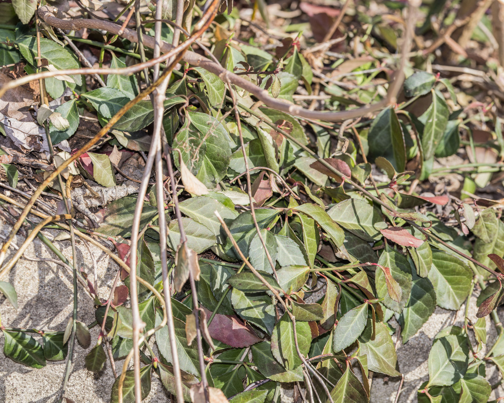 fortune's spindle from Dupage County, IL, USA on March 11, 2024 at 02: ...