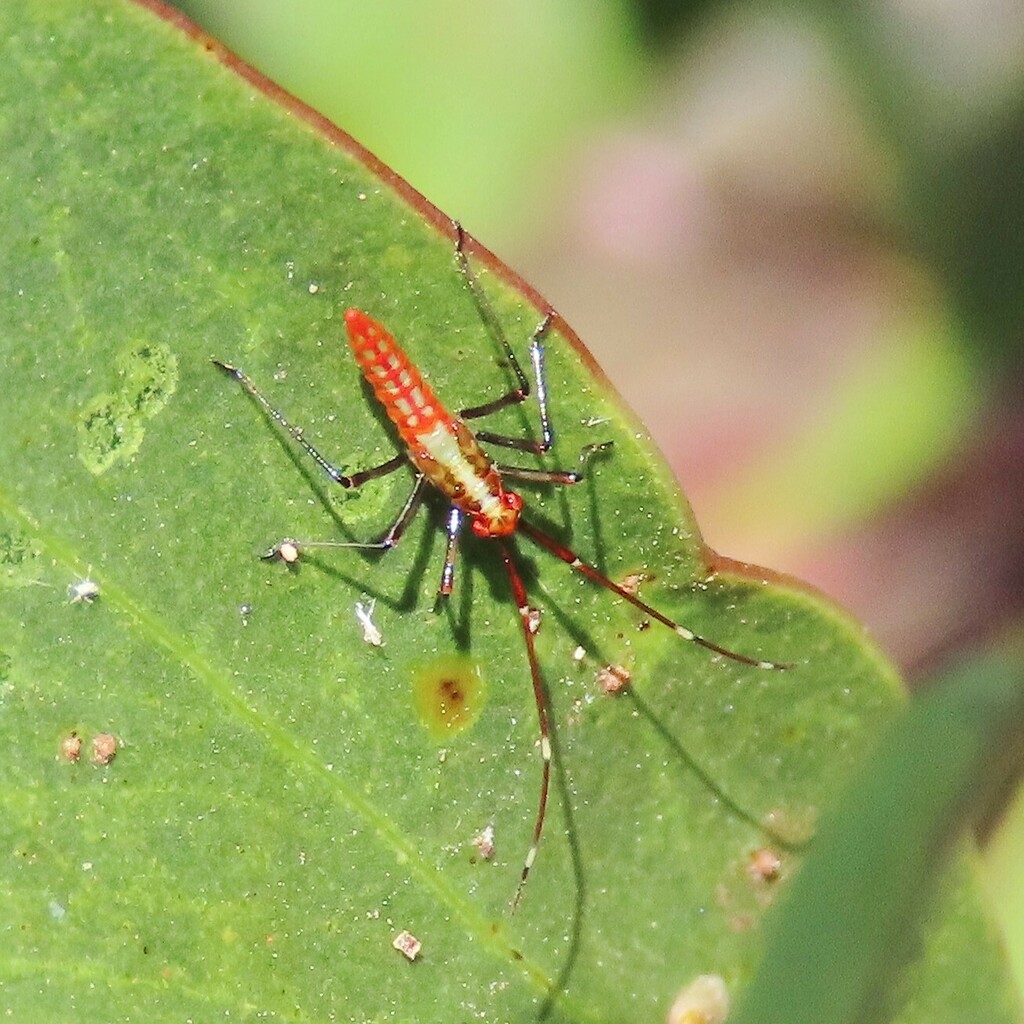 Rayieria from Bermagui NSW 2546, Australia on March 10, 2024 at 08:19 ...