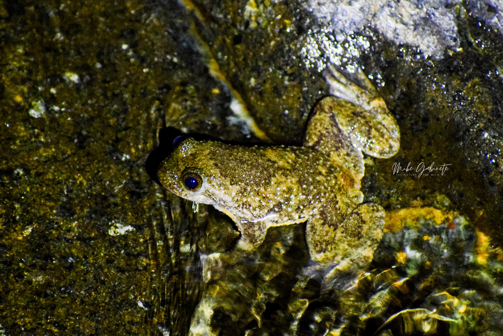 Philippine Flat-headed Frog in January 2024 by mikegabinete · iNaturalist