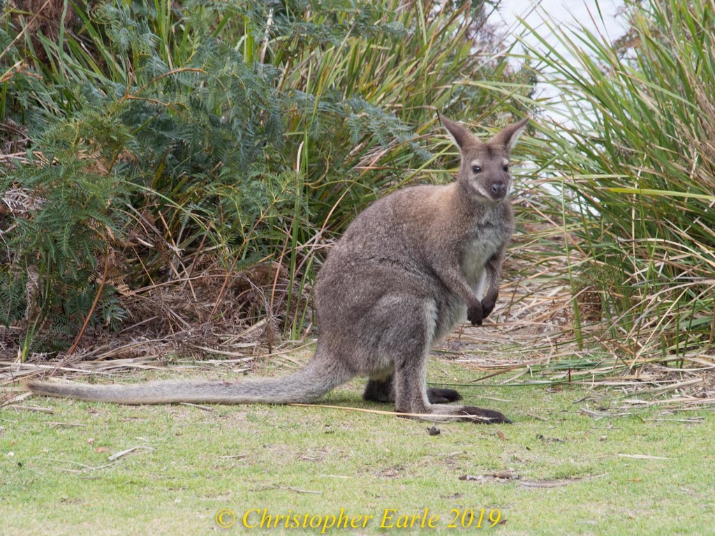 Bennett's Wallaby (Notamacropus rufogriseus rufogriseus) - Know Your ...