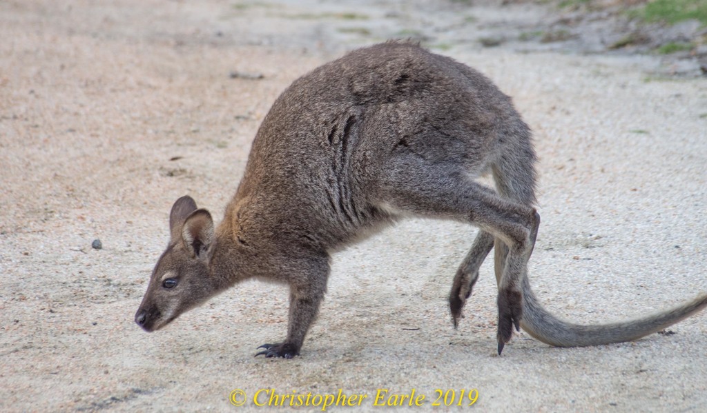 Bennett's Wallaby (Notamacropus rufogriseus rufogriseus) - Know Your ...