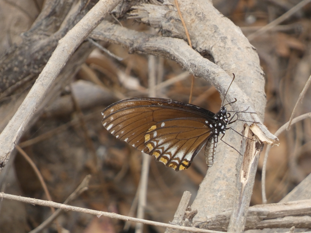 Common Mime Swallowtail from Huai Toei, Sahatsakhan, Sahatsakhan ...