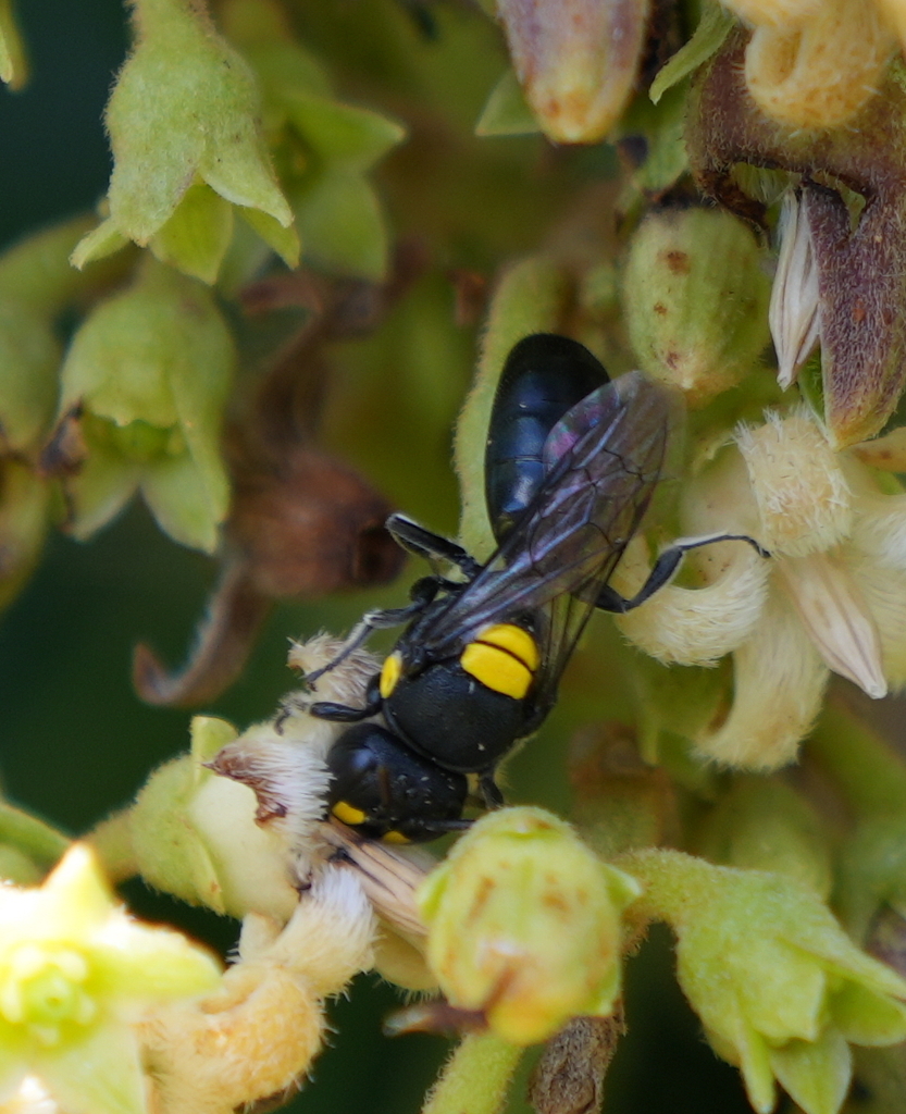 Round-headed Masked Bee from Lilli Pilli NSW 2536, Australia on March ...