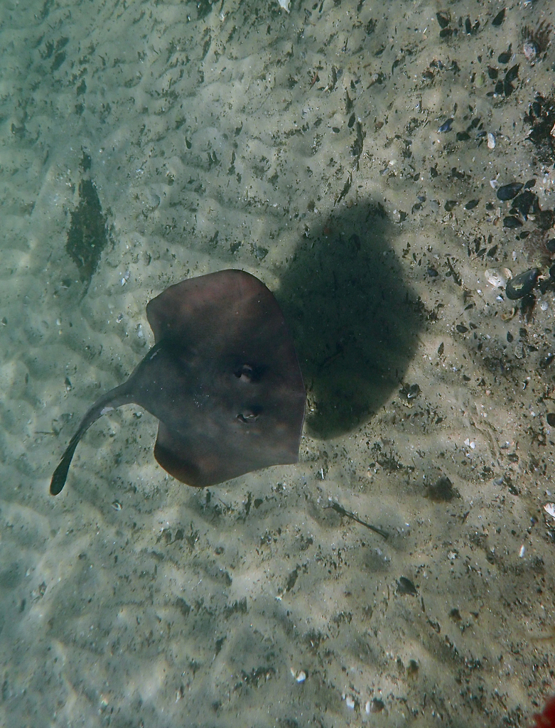 Eastern Shovelnose Stingaree from Hampton Beach, Victoria, Australia on ...