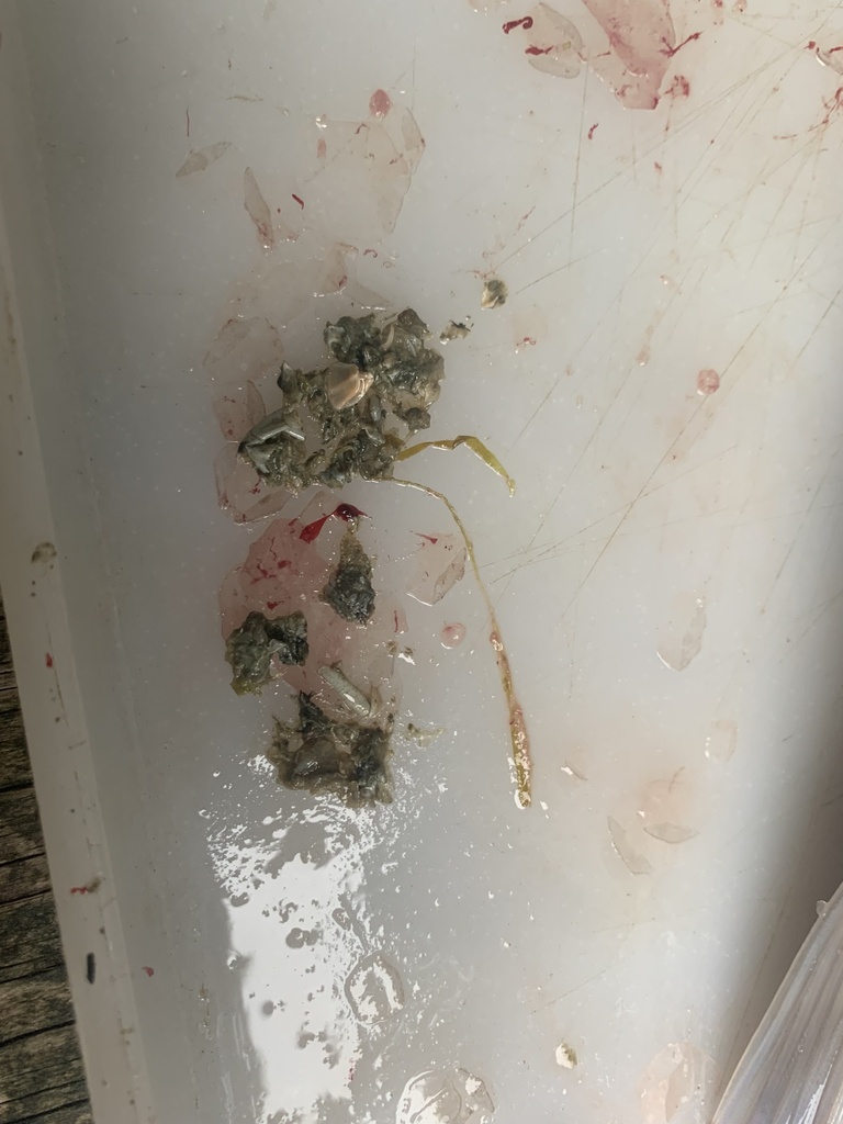 Caulerpa brachypus from Blind Bay, Waitemata and Gulf Ward, Auckland ...