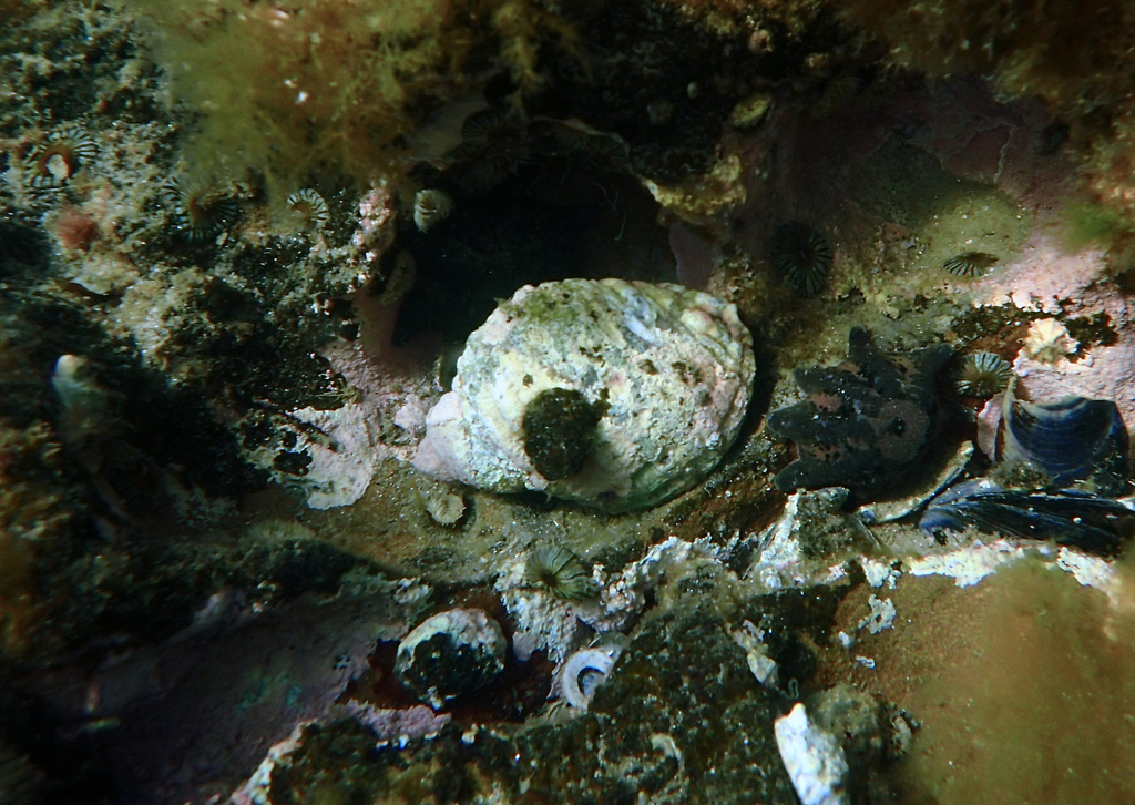 Cart-Rut Shell from Hampton Beach, Victoria, Australia on March 9, 2024 ...