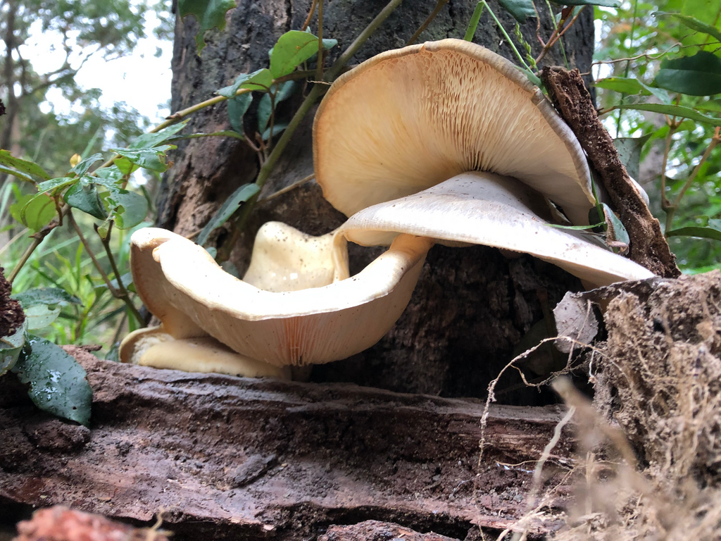 ghost fungus in May 2023 by Plaxy Purich · iNaturalist
