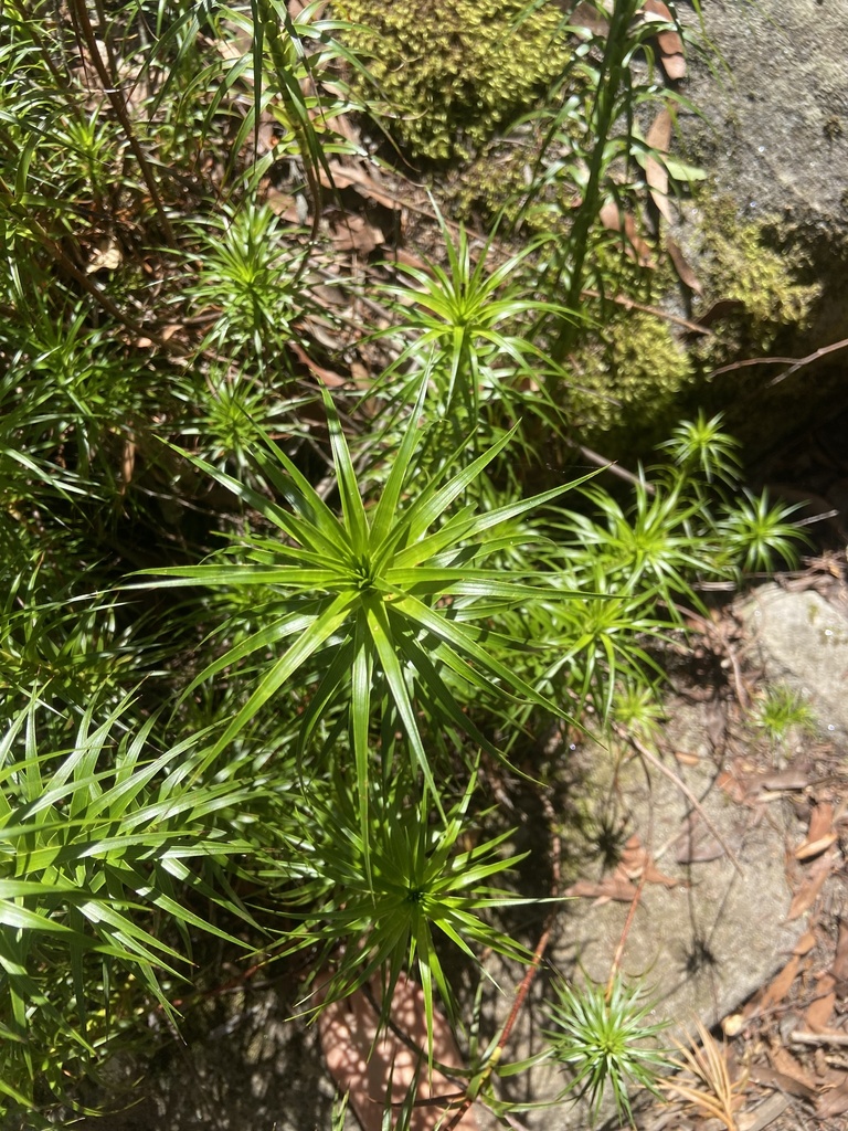 necklace heath from Morton National Park, Fitzroy Falls, NSW, AU on ...
