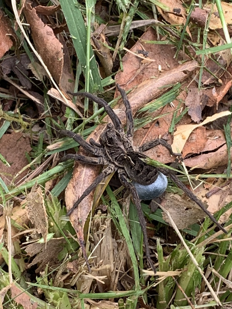 Union-Jack Wolf Spiders from South Arm Rd, Urunga, NSW, AU on March 10 ...
