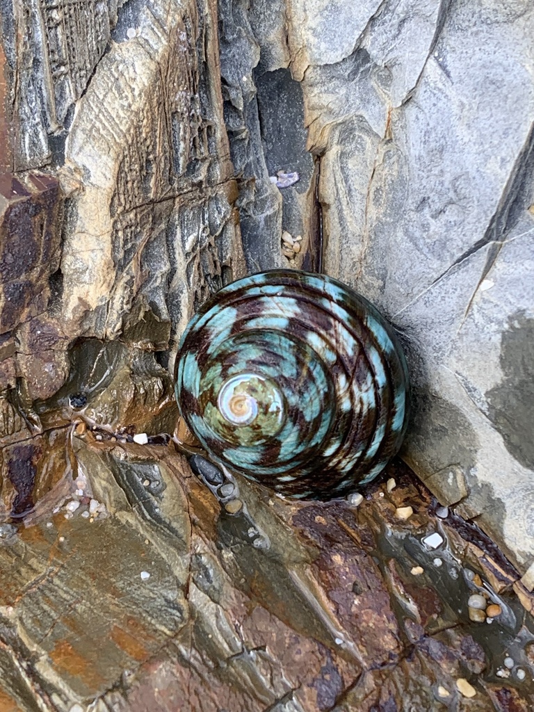 Common Warrener from Yuraygir National Park, Barcoongere, NSW, AU on ...