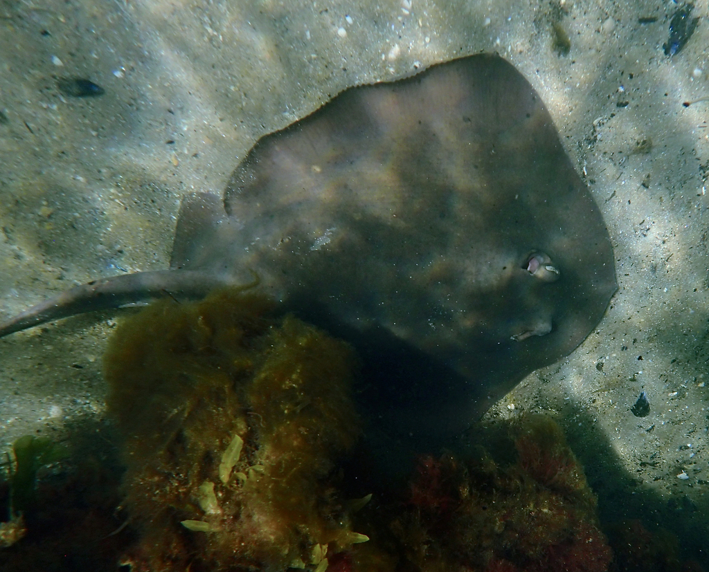 Eastern Shovelnose Stingaree from Hampton Beach, Victoria, Australia on ...