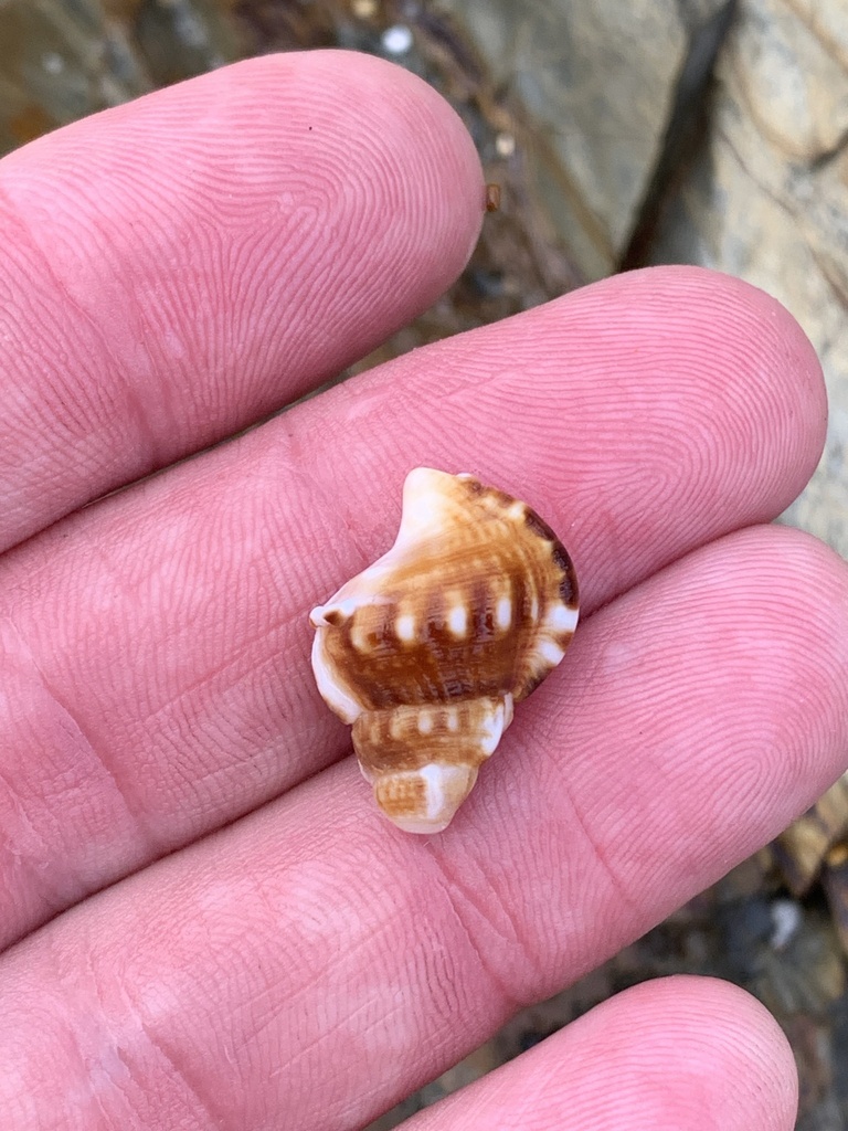 Ranella australasia from Yuraygir National Park, Barcoongere, NSW, AU ...