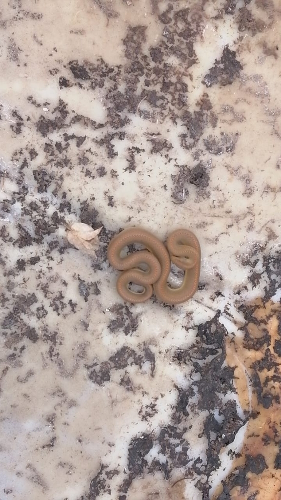 Aurora House Snake from Philippi, Cape Town, 7781, South Africa on ...