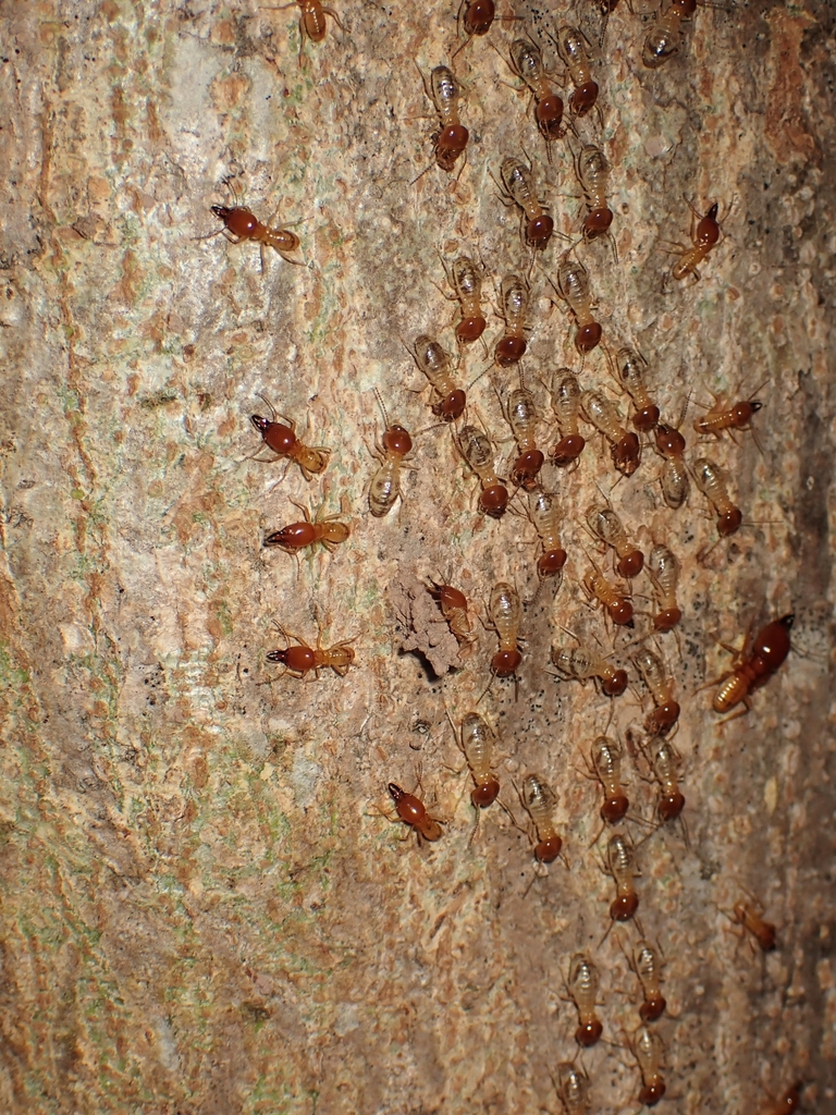 Macrotermes gilvus from 80/1 Tambon Hin Tung, Amphoe Mueang Nakhon ...