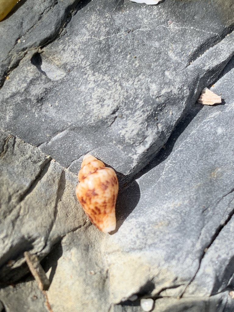 Dotted Dove Shell from Yuraygir National Park, Barcoongere, NSW, AU on ...