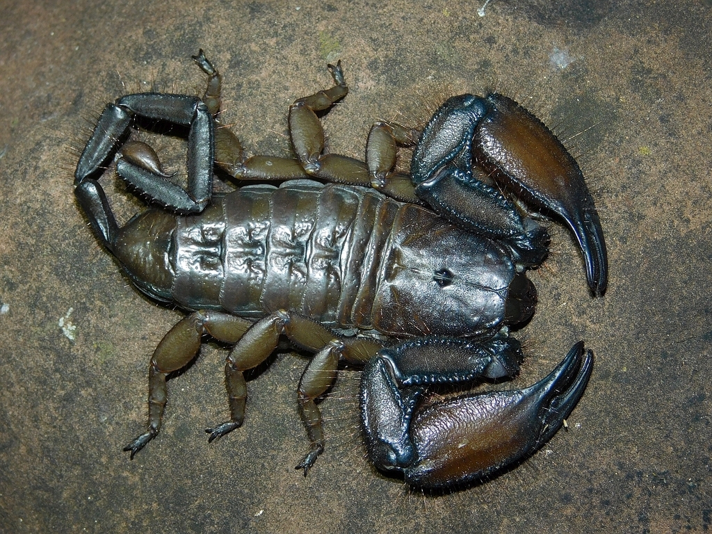 Lowveld Flat Rock Scorpion from Mopani District Municipality, South ...