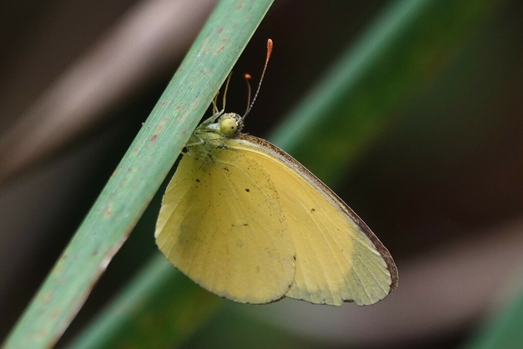 Small Grass-yellow from Melbourne VIC, Australia on March 12, 2024 at ...