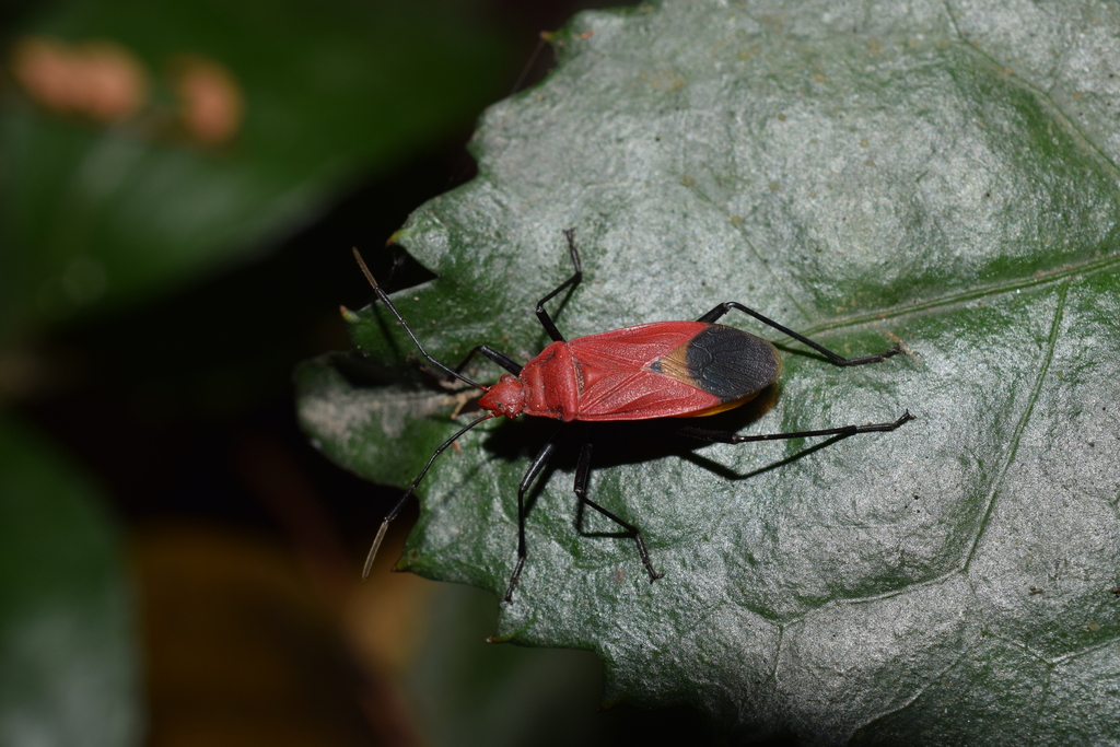 Dindymus rubiginosus from 中国广东省东莞市 on March 3, 2024 at 01:31 PM by ...