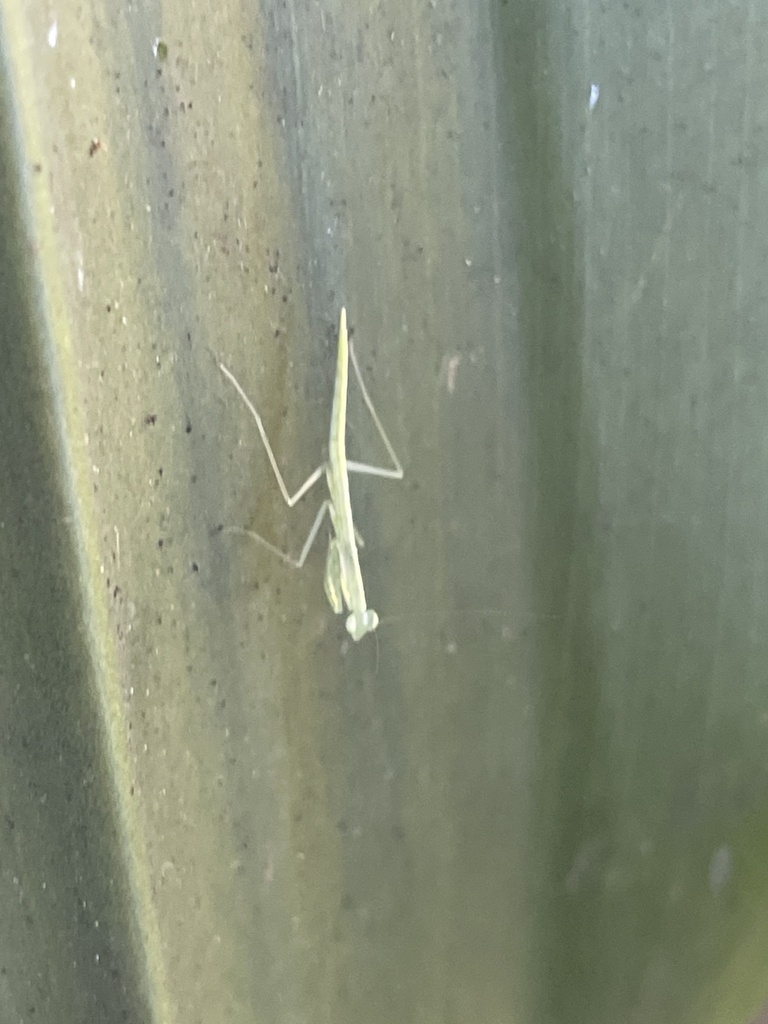 Snake Mantis from Daniel Dawson Reserve, Alexandria, NSW, AU on March ...