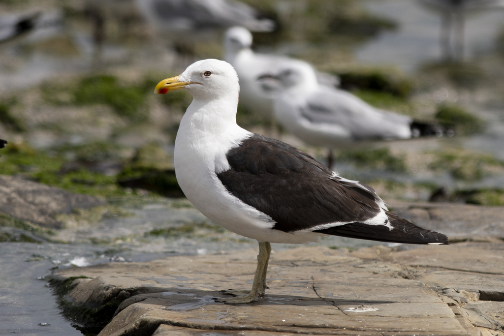 Cape Gull from Mouille Point, Cape Town, 8005, Южная Африка on February ...