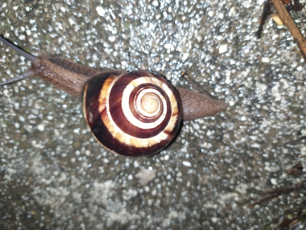 Turkish Snail in March 2024 by Nikolaos Lioupis · iNaturalist
