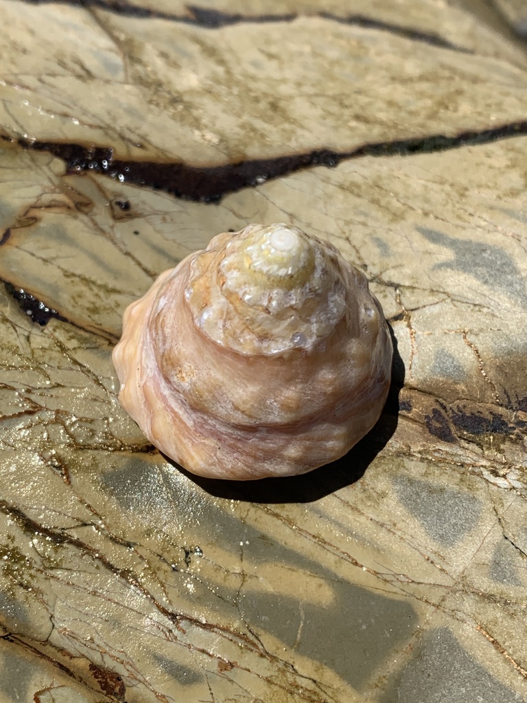 Common Tent Shell from South Pacific Ocean, Barcoongere, NSW, AU on ...
