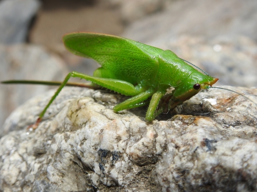 Copiphora vigorosa · NaturaLista Colombia