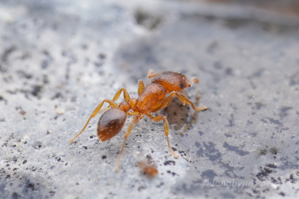 Mocamedes Fierce Ant from Fish Hoek, Cape Town, 7974, South Africa on ...