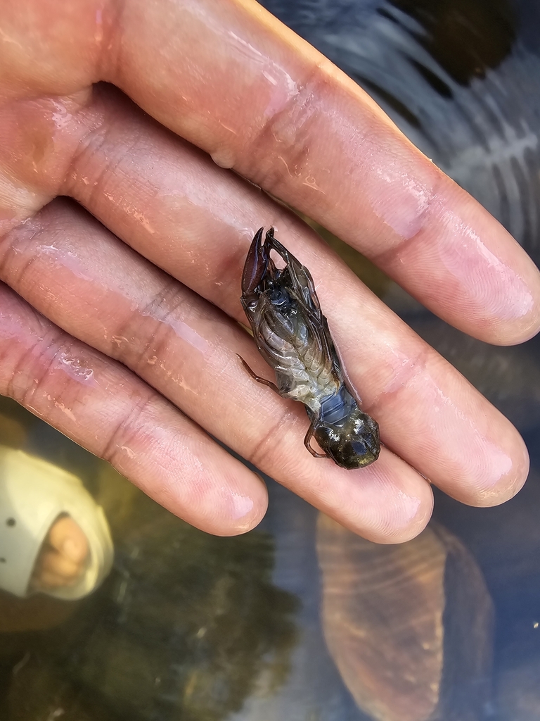 Common Yabby from 9CV8+MH Grahams Dam River Crossing point, Lerderderg ...