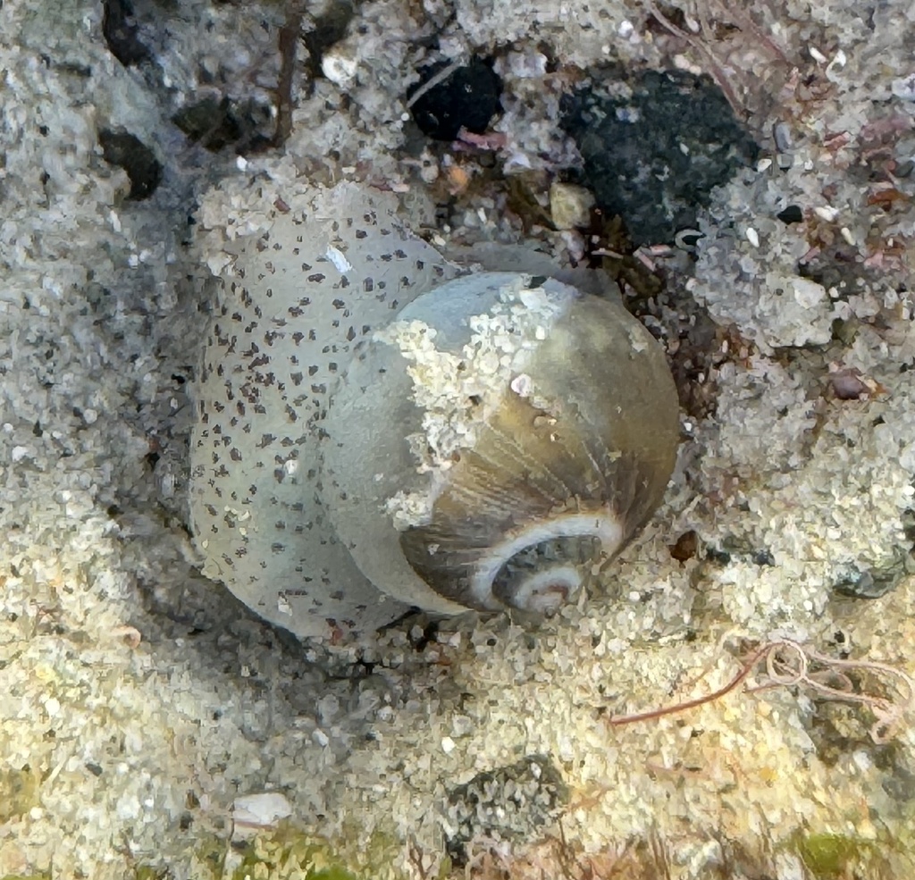 Spotted Sand Shell from Coral Sea, Lennox Head, NSW, AU on March 12 ...