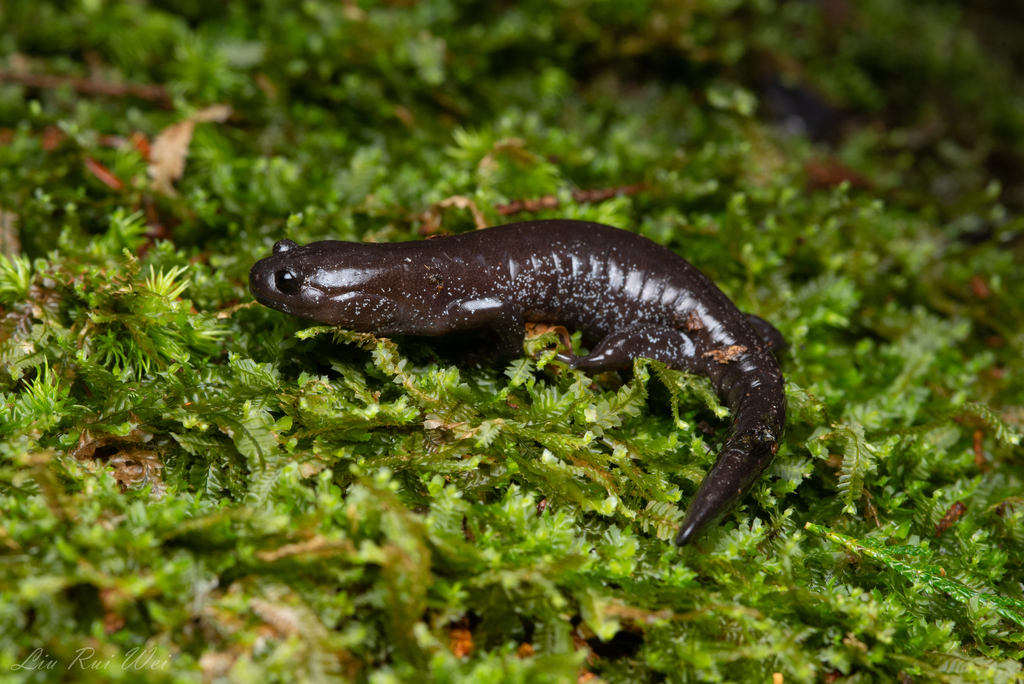 Taiwan Lesser Salamander in January 2024 by Liu Rui Wei · iNaturalist