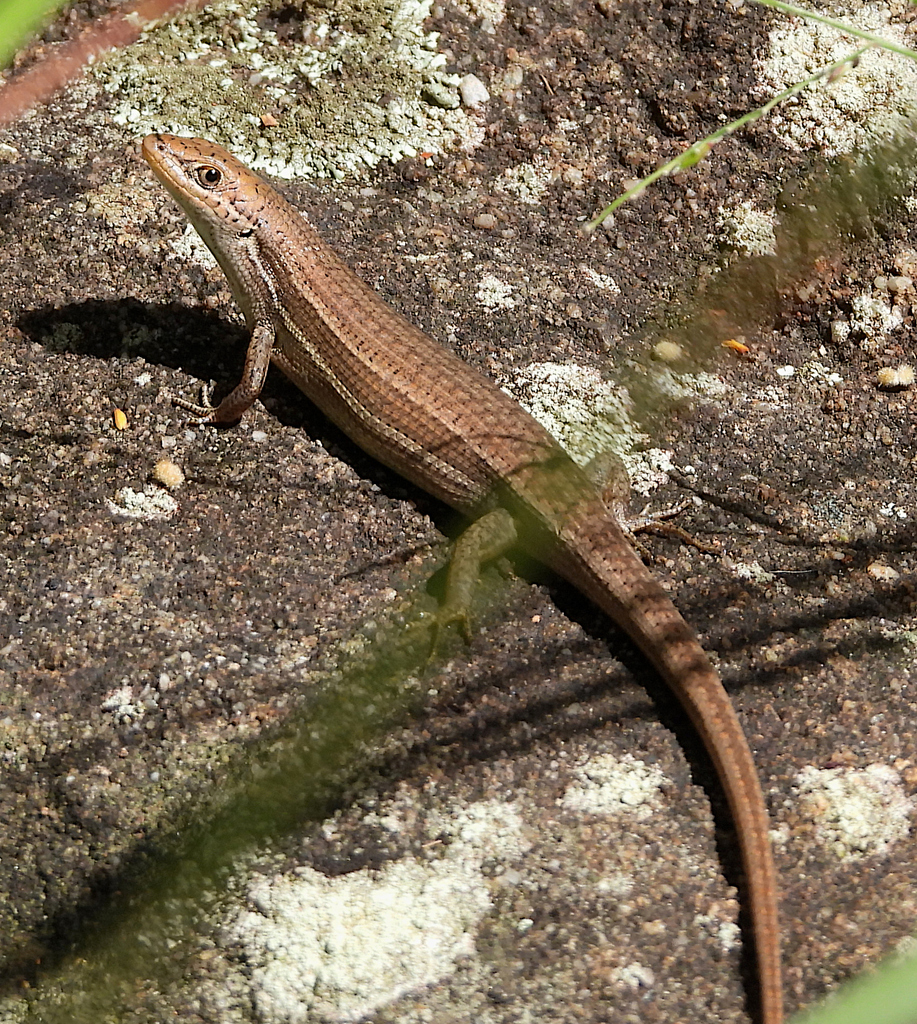 Robust Rainbow-skink from Mount Coot-Tha QLD 4066, Australia on March ...