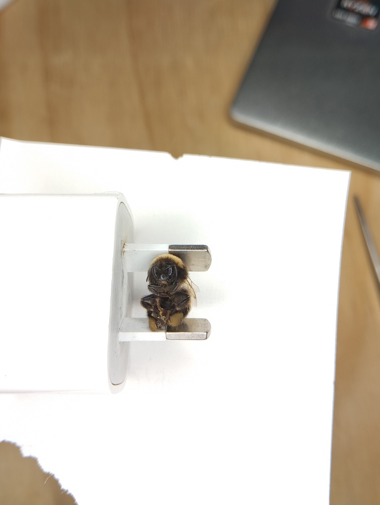 Buff-tailed Bumble Bee from Opiki 4474, New Zealand on March 8, 2024 at ...