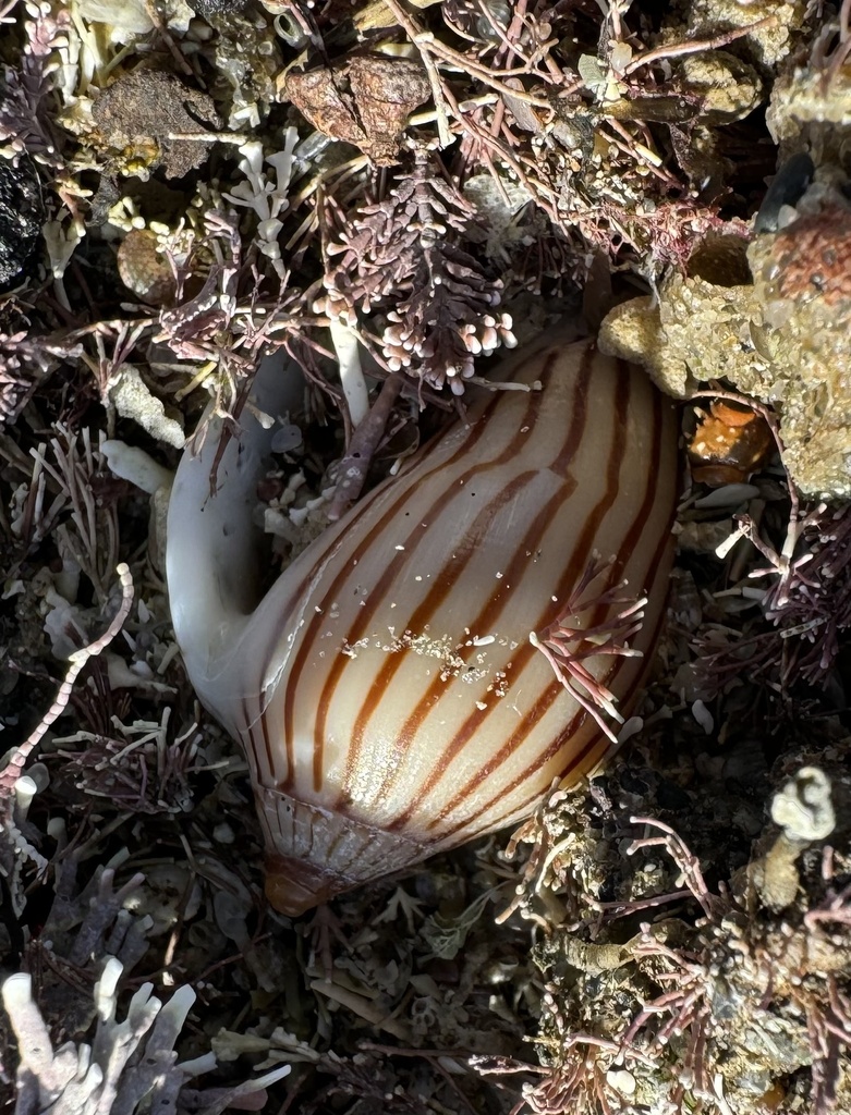 Zebra Volute from Dress Circle Dr, Lennox Head, NSW, AU on March 12 ...