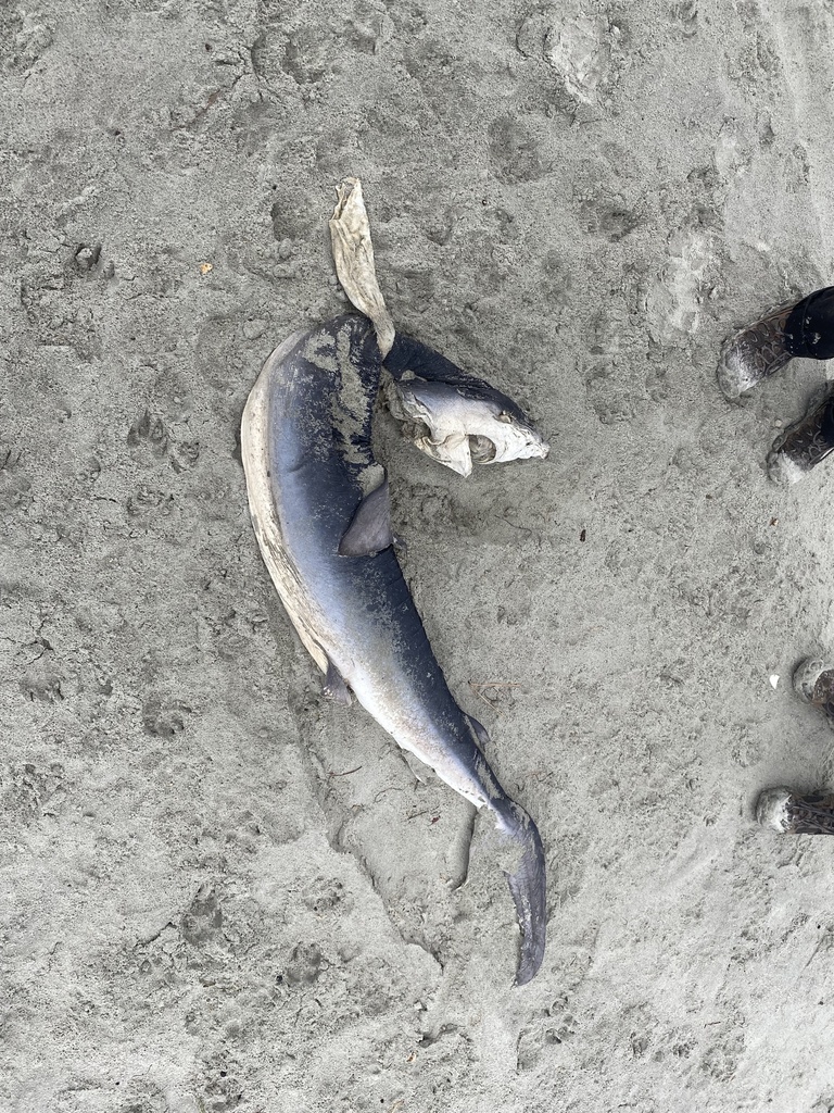 Blue Shark from Warrington Beach, Otago, NZ on March 12, 2024 at 04:59 ...