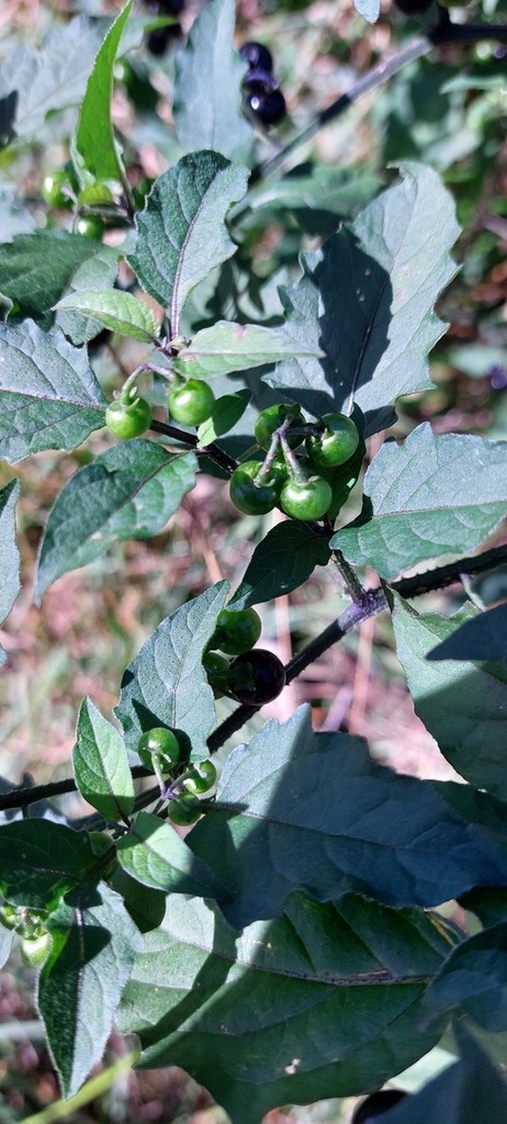 American black nightshade in March 2024 by Paul Taylor. There are very ...