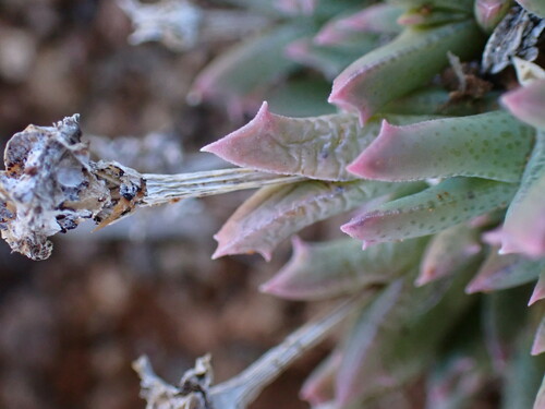 Ruschia indurata · iNaturalist Mexico