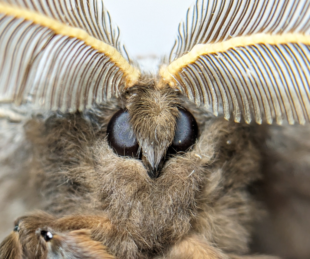 Polyphemus Moth in March 2024 by Leif · iNaturalist