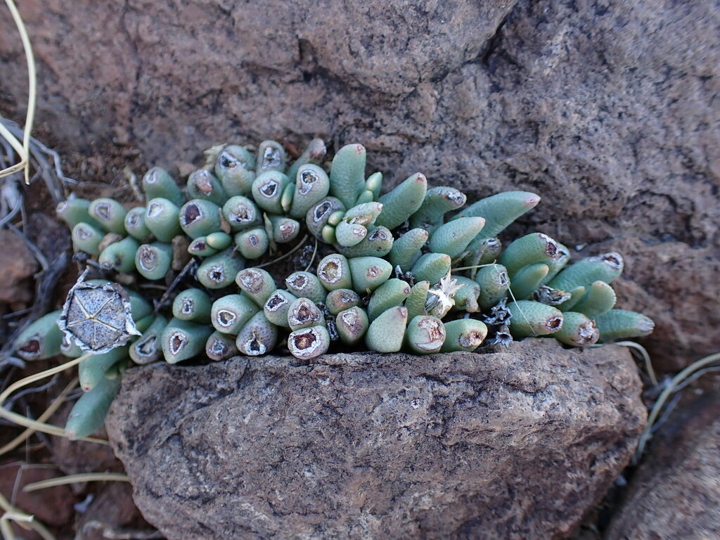 Hereroa concava from Pixley ka Seme District Municipality, South Africa ...