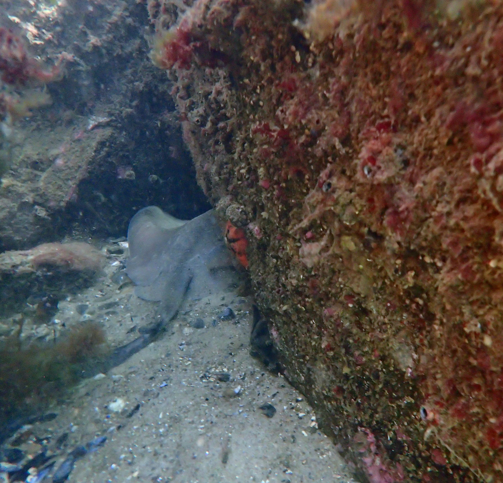 Eastern Shovelnose Stingaree from Hampton Beach, Victoria, Australia on ...