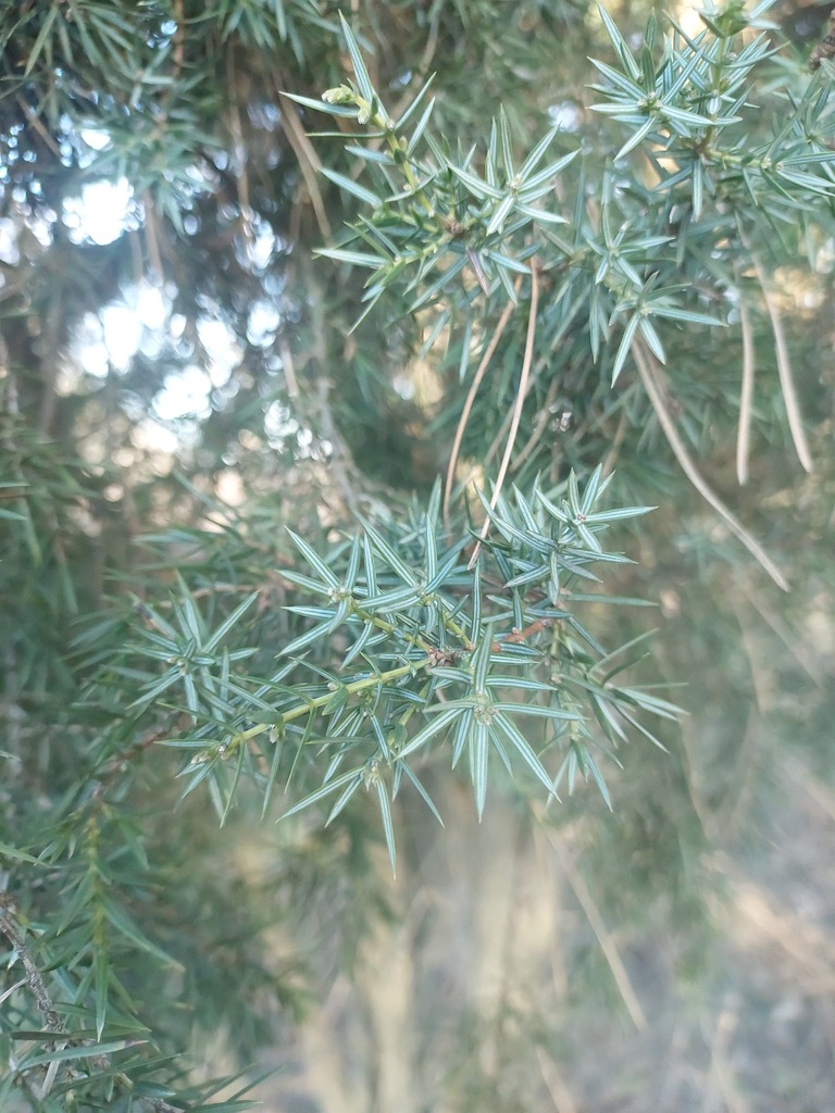 common juniper from Печерський район, Київ, Україна, 02000 on March 11 ...