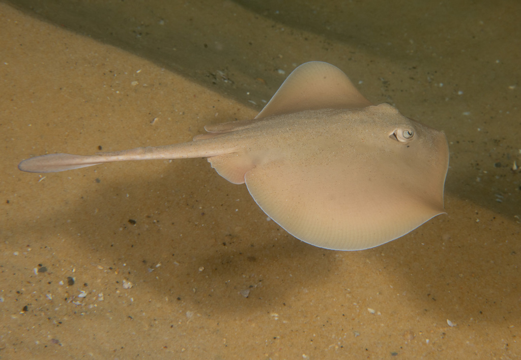 Common Stingaree from "Camp Cove, Sydney, Australia" on February 24 ...
