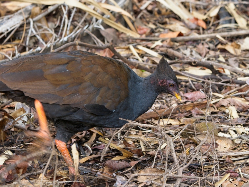 Orange-footed Megapode from The Gardens, Northern Territory, Australia ...