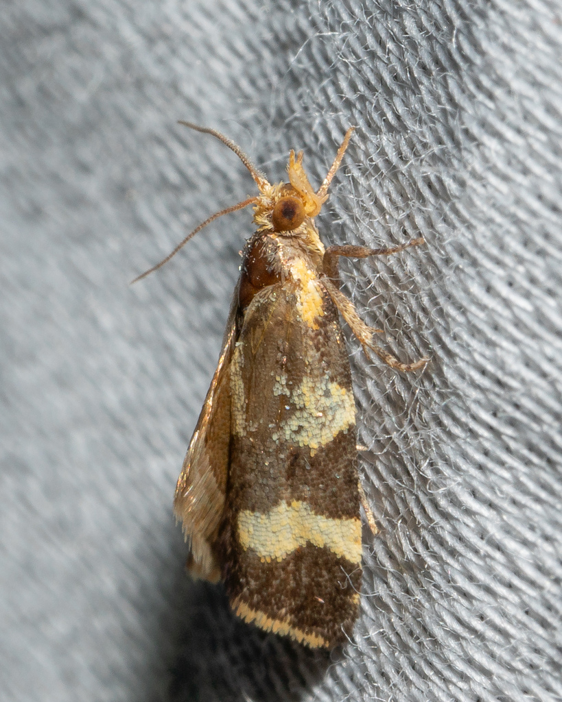 Bagworm Moths from Albert Road Nature Reserve on March 11, 2024 at 11: ...